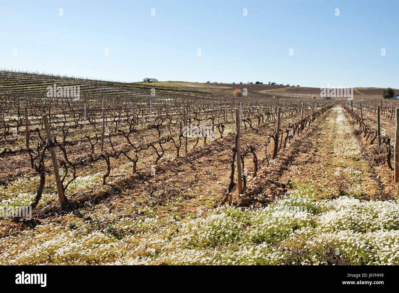 winter flower plant vineyard wineyard landscape scenery countryside ...