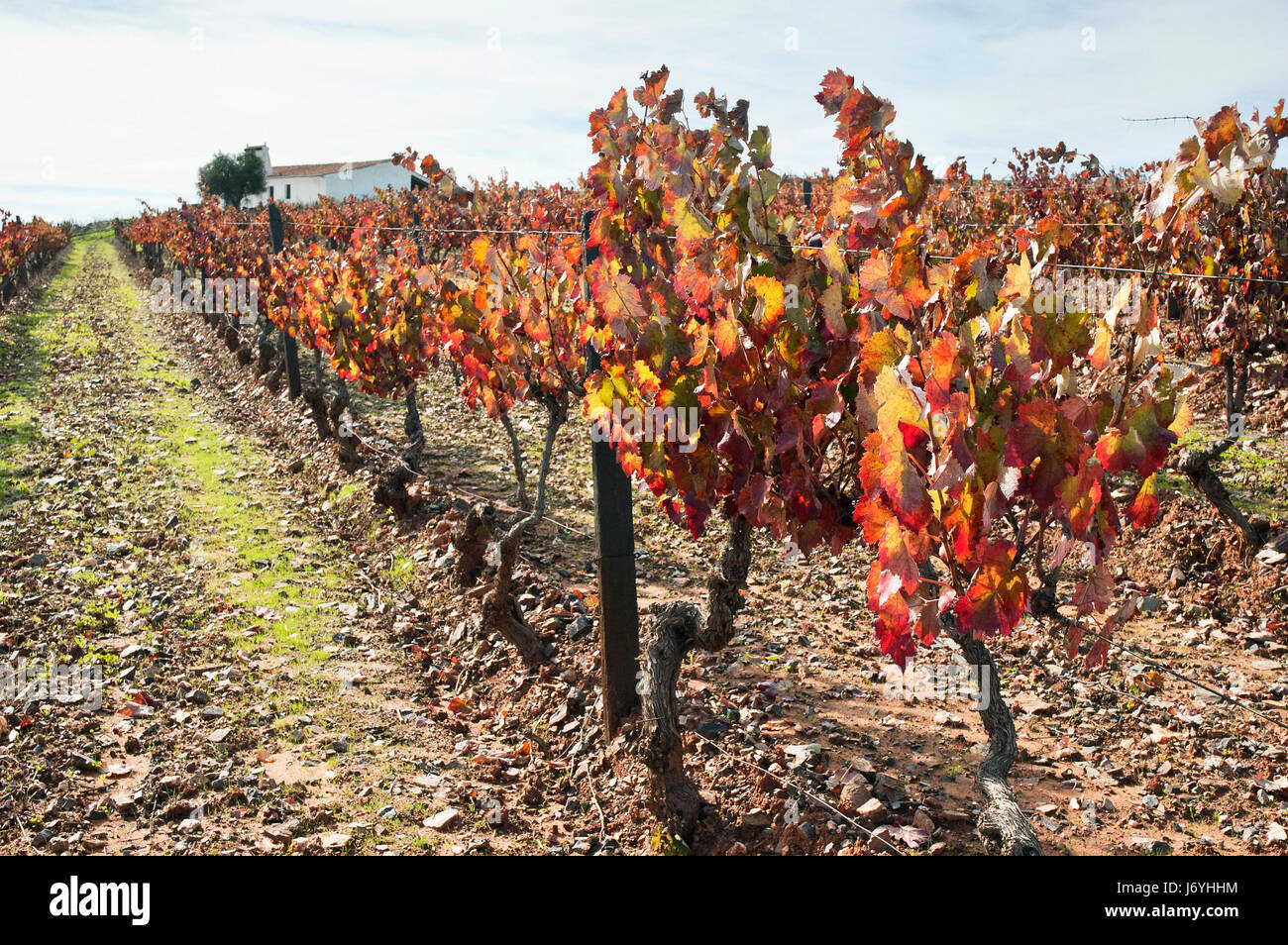 vineyard season wineyard landscape scenery countryside nature colorful ...