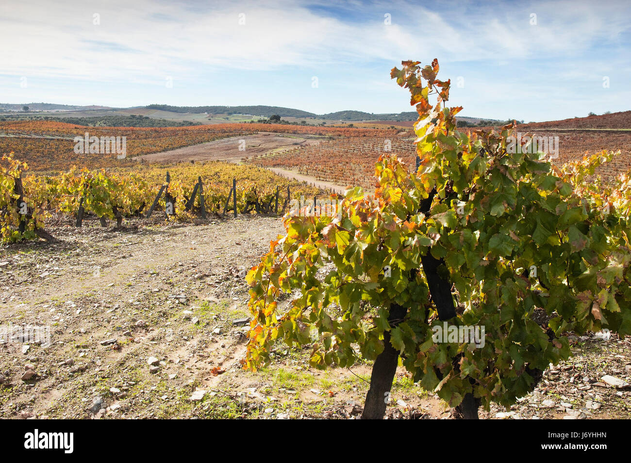 vineyard season wineyard landscape scenery countryside nature colorful ...