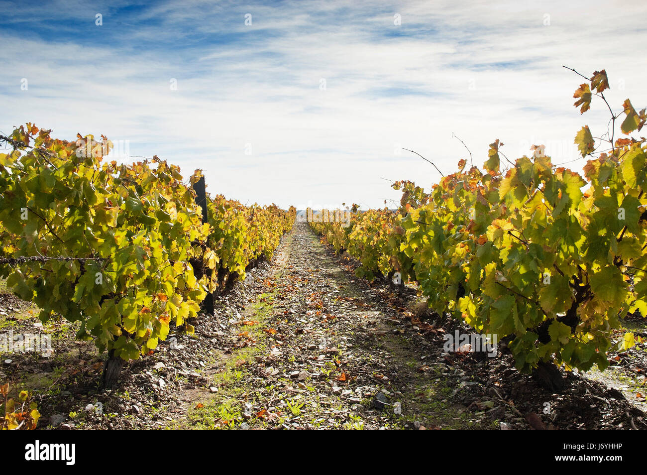 vineyard season wineyard landscape scenery countryside nature colorful ...
