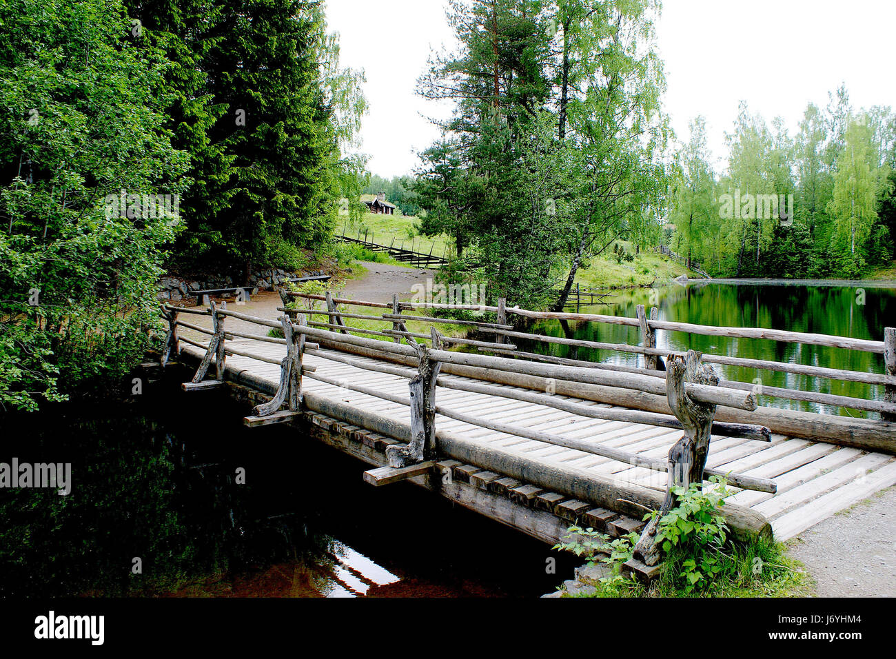 tree trees bridge path way forest river water tree trees bridge path ...