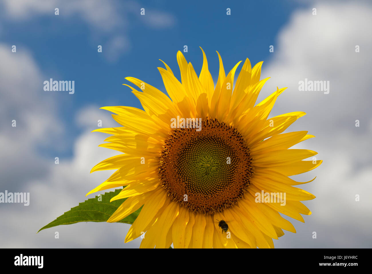 leaf flower plant bumblebee bloom blossom flourish flourishing ...
