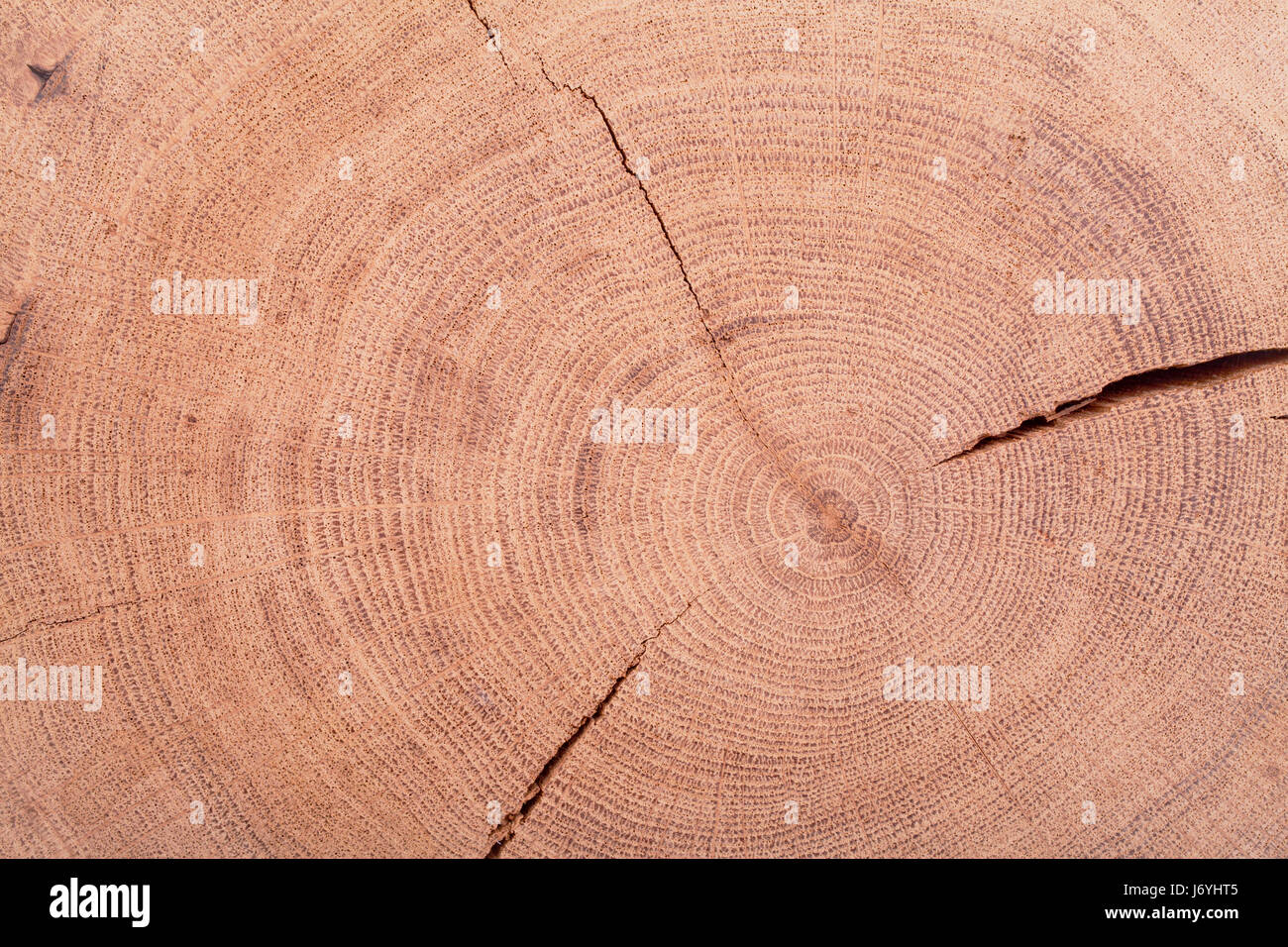 Cut oak High Resolution Stock Photography and Images - Alamy