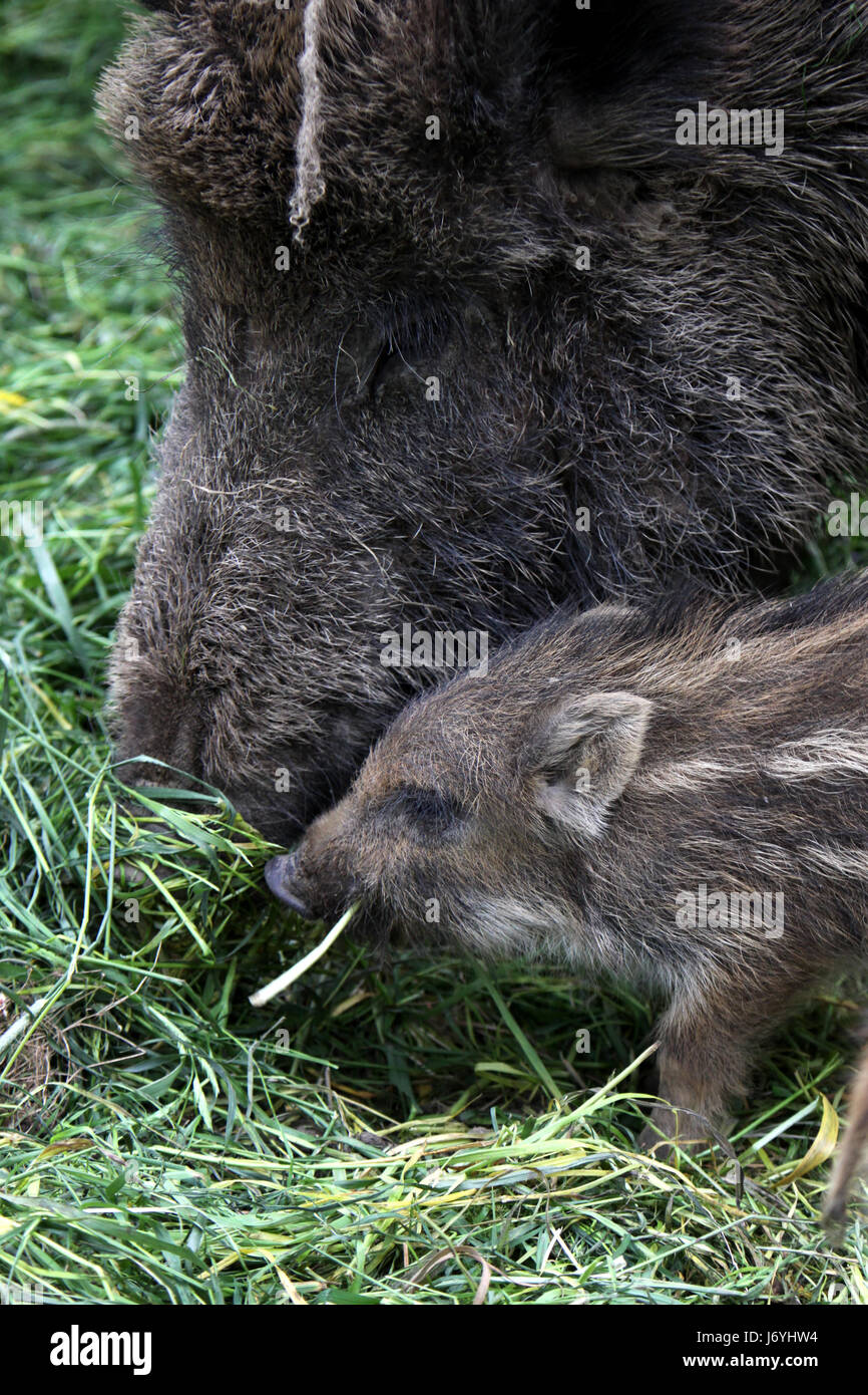 wild boar pig young animal young of a wild boar animal child wild boars ...