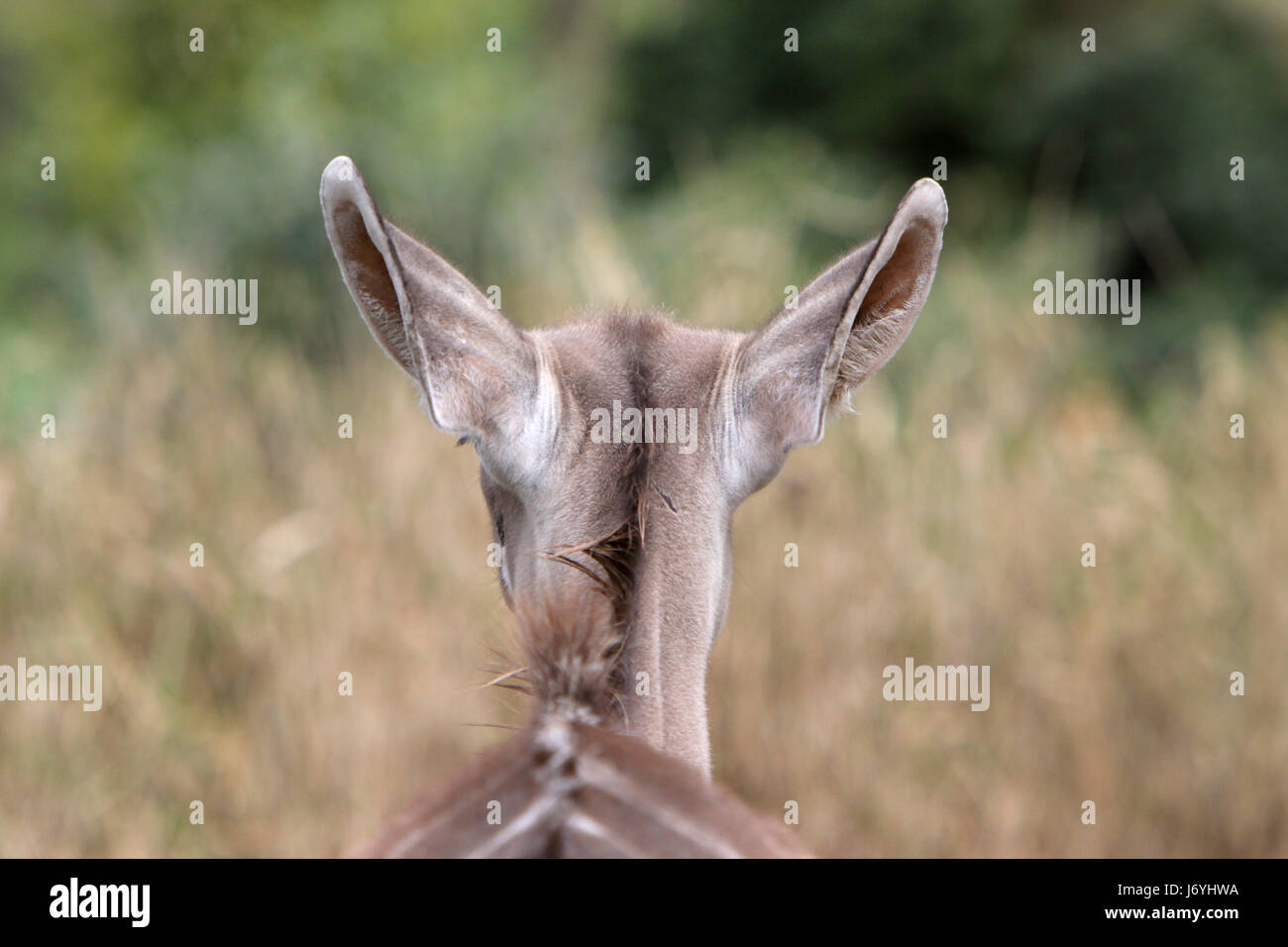 cow female bigger back of the head animal mammal brown brownish ...
