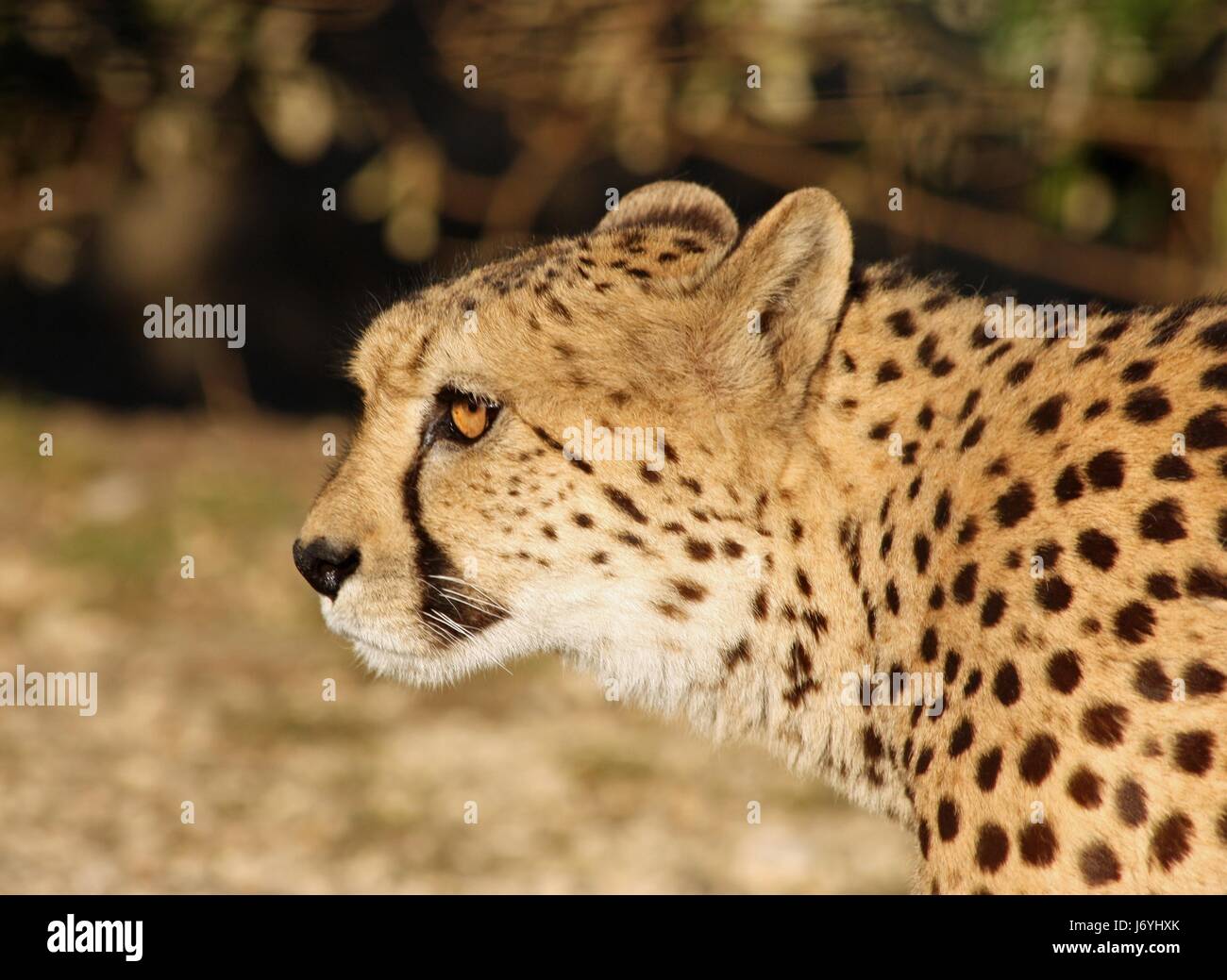 animal big cat feline predator predator cat cheetah dash go quickly ...