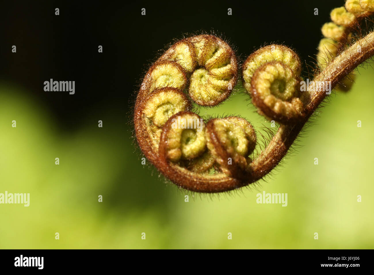 tree botany new zealand fern plant fauna flora grow development unfold ...