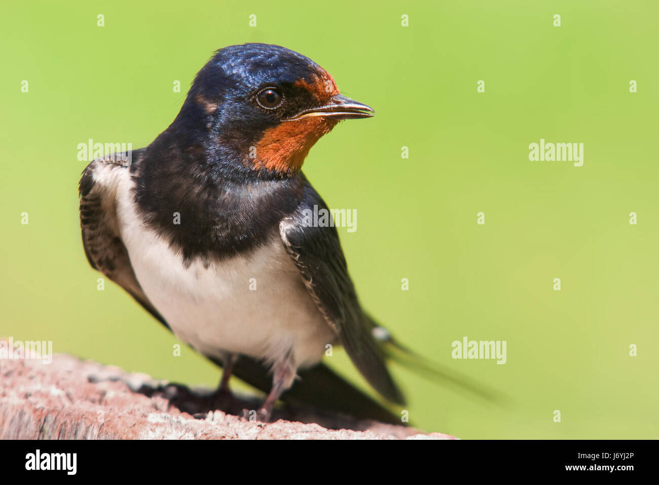 bird birds swallow migrant birds of passage chimney-swallow blue bird ...