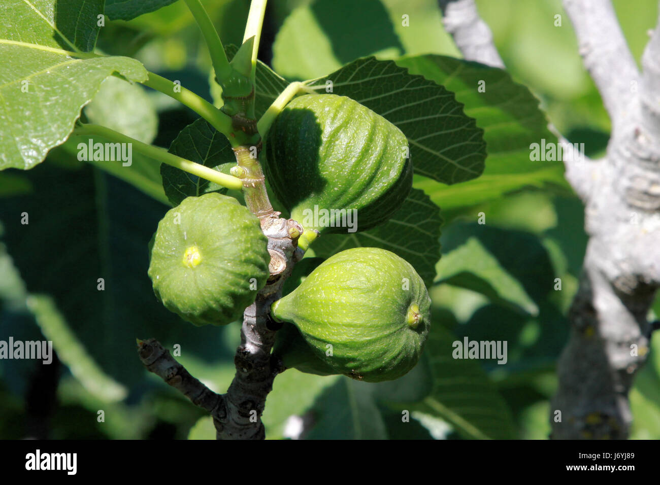 vitamins vitamines sweetly fruit figs fig tree nutrition healthy ...
