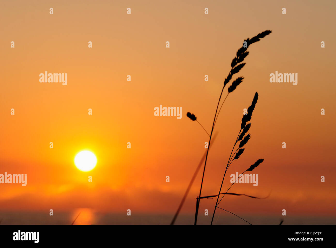 sunset with grass Stock Photo - Alamy