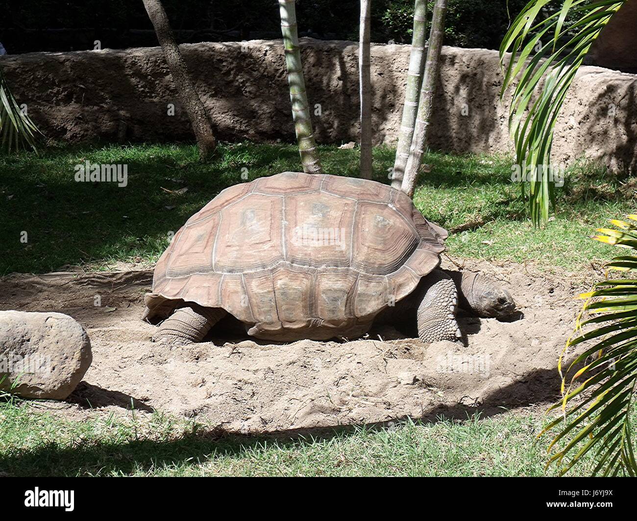 giant turtle tortoise big large enormous extreme powerful imposing ...