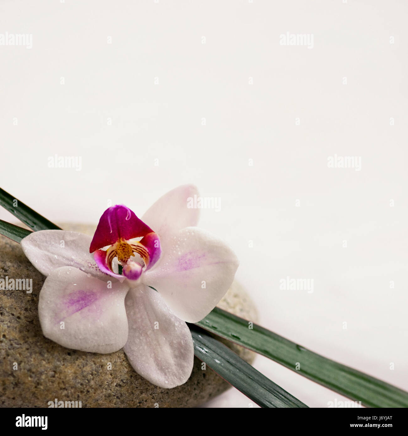 orchid and stone Stock Photo - Alamy