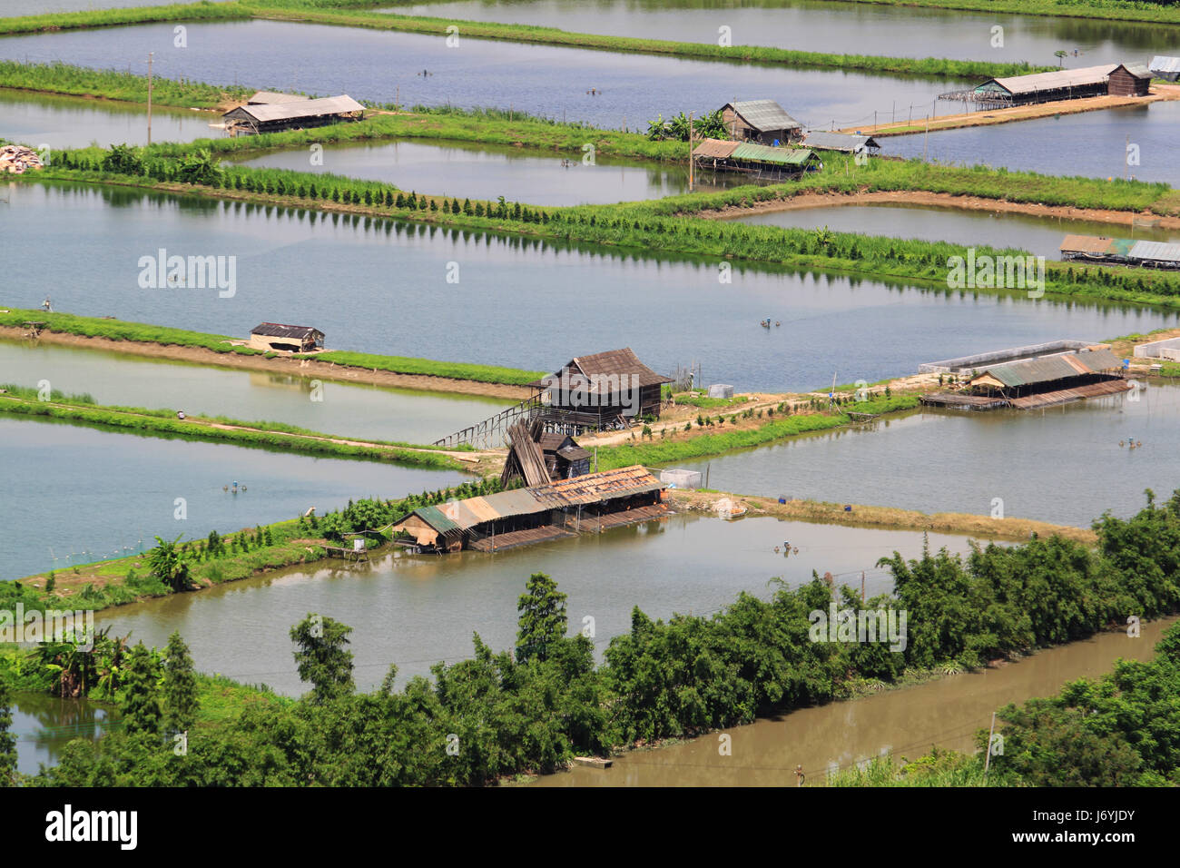 fishing pisces fishery breed pisciculture fresh water pond fish pond ...