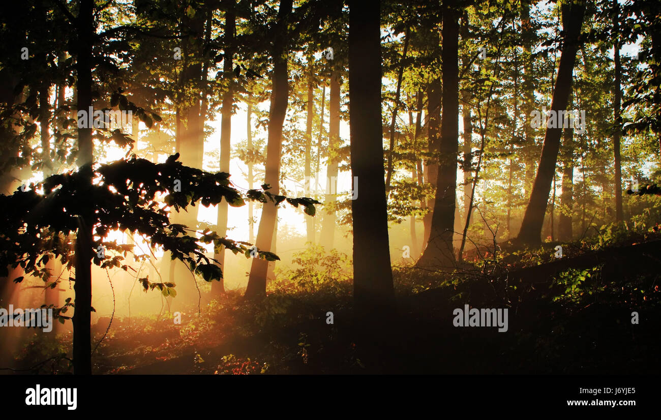 shine shines bright lucent light serene luminous tree trees sunbeams ...