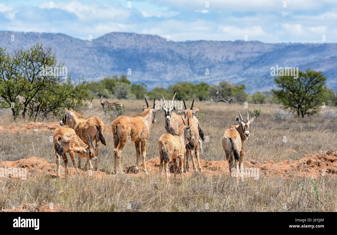A group of juvenile Gemsbok antelope in Southern African savanna Stock ...