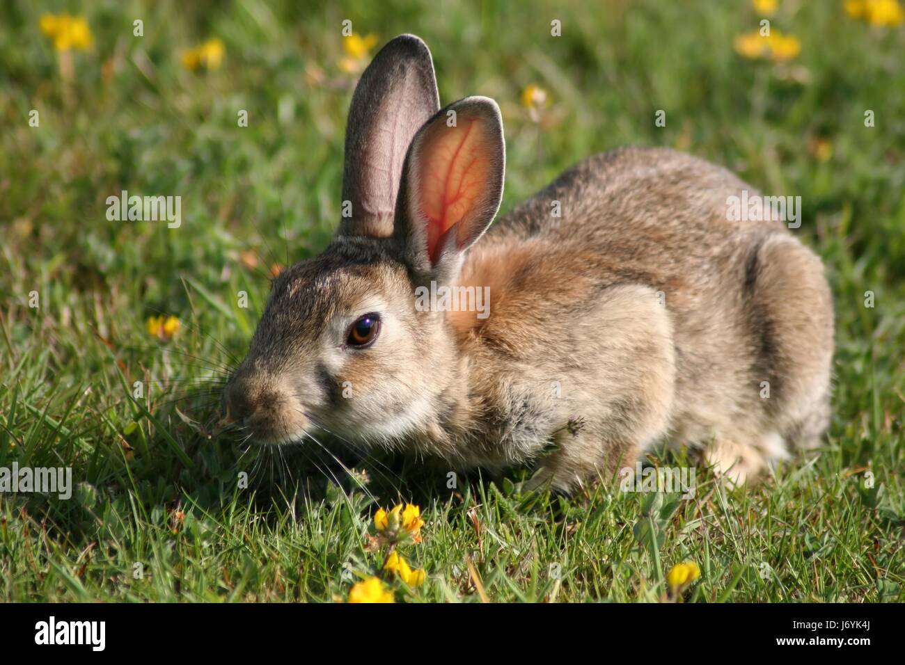 Hasengesicht hi-res stock photography and images - Alamy