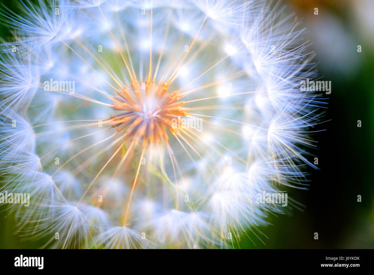 flower plant summer summerly spring dandelion seed emblements seeds ...