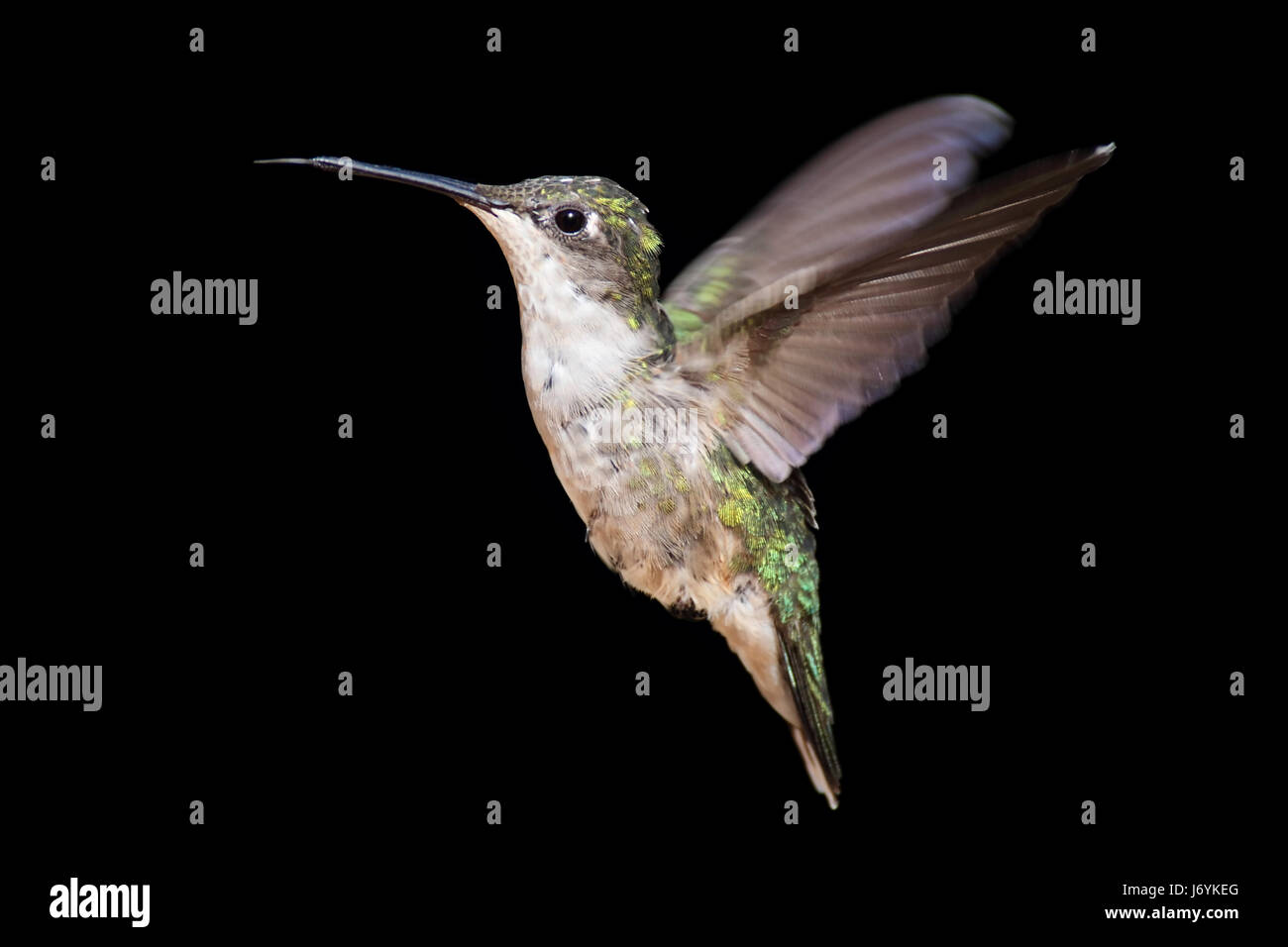 wild black swarthy jetblack deep black birds wildlife hummingbird fly ...