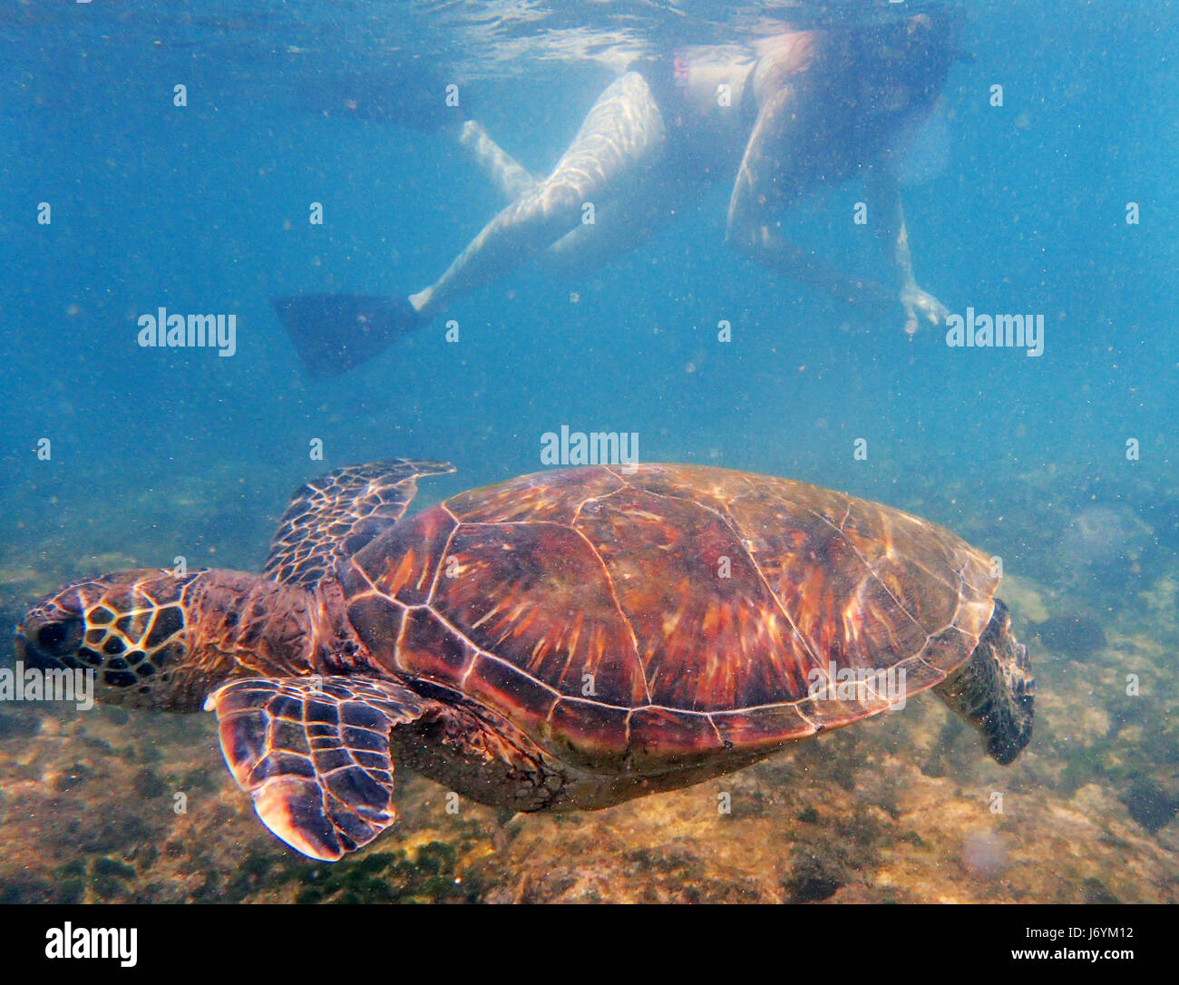 Turtle swimming to camera hi-res stock photography and images - Alamy