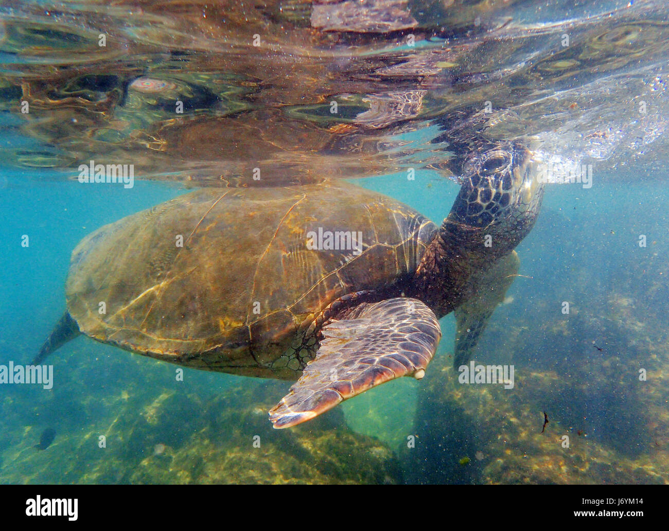 Turtle swimming to camera hi-res stock photography and images - Alamy