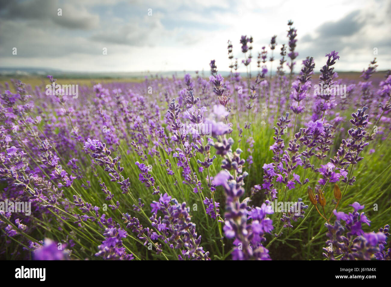 lavender flowers field Stock Photo - Alamy