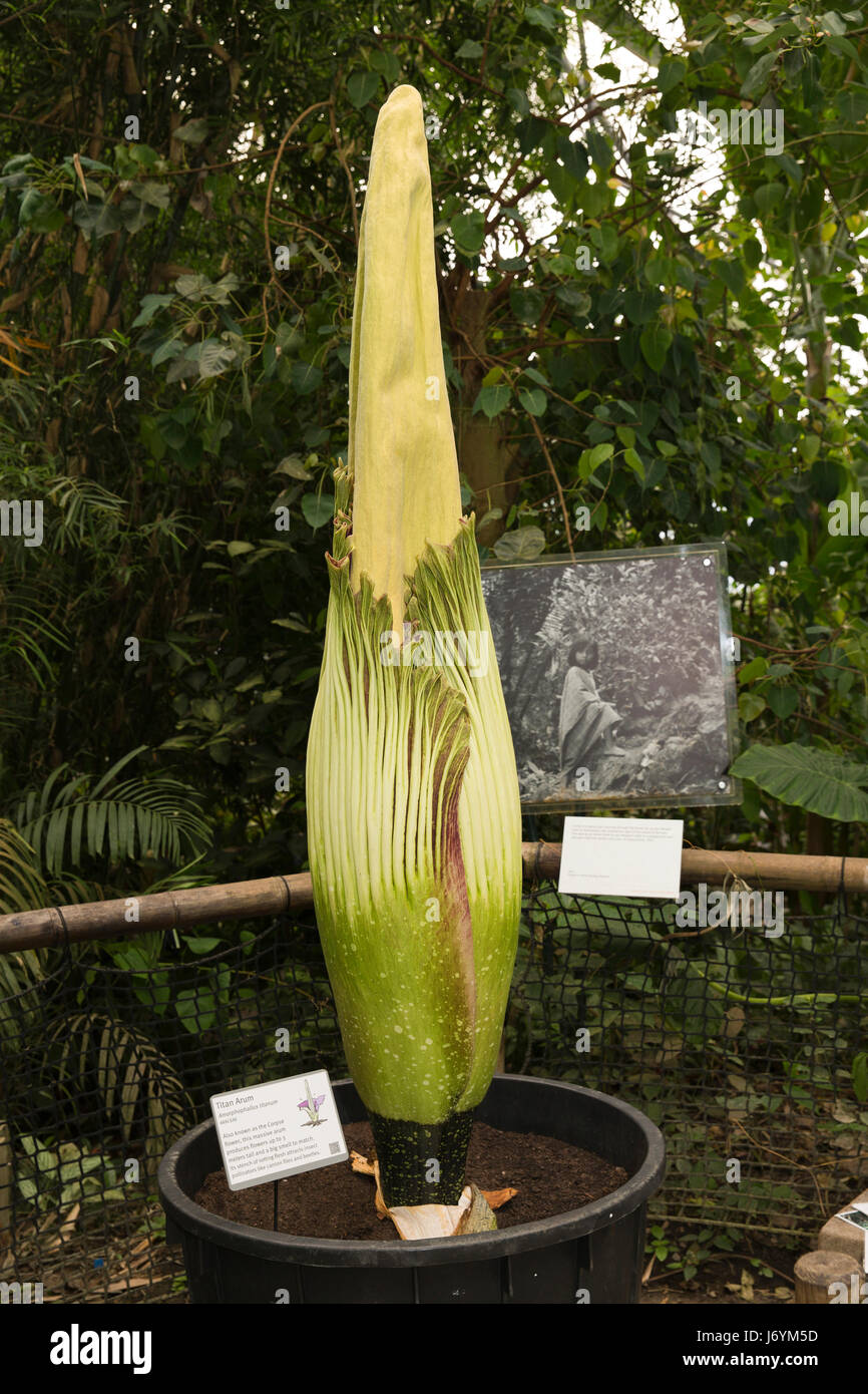 UK, Cornwall, St Austell, Bodelva, Eden Project, Rainforest Biome ...