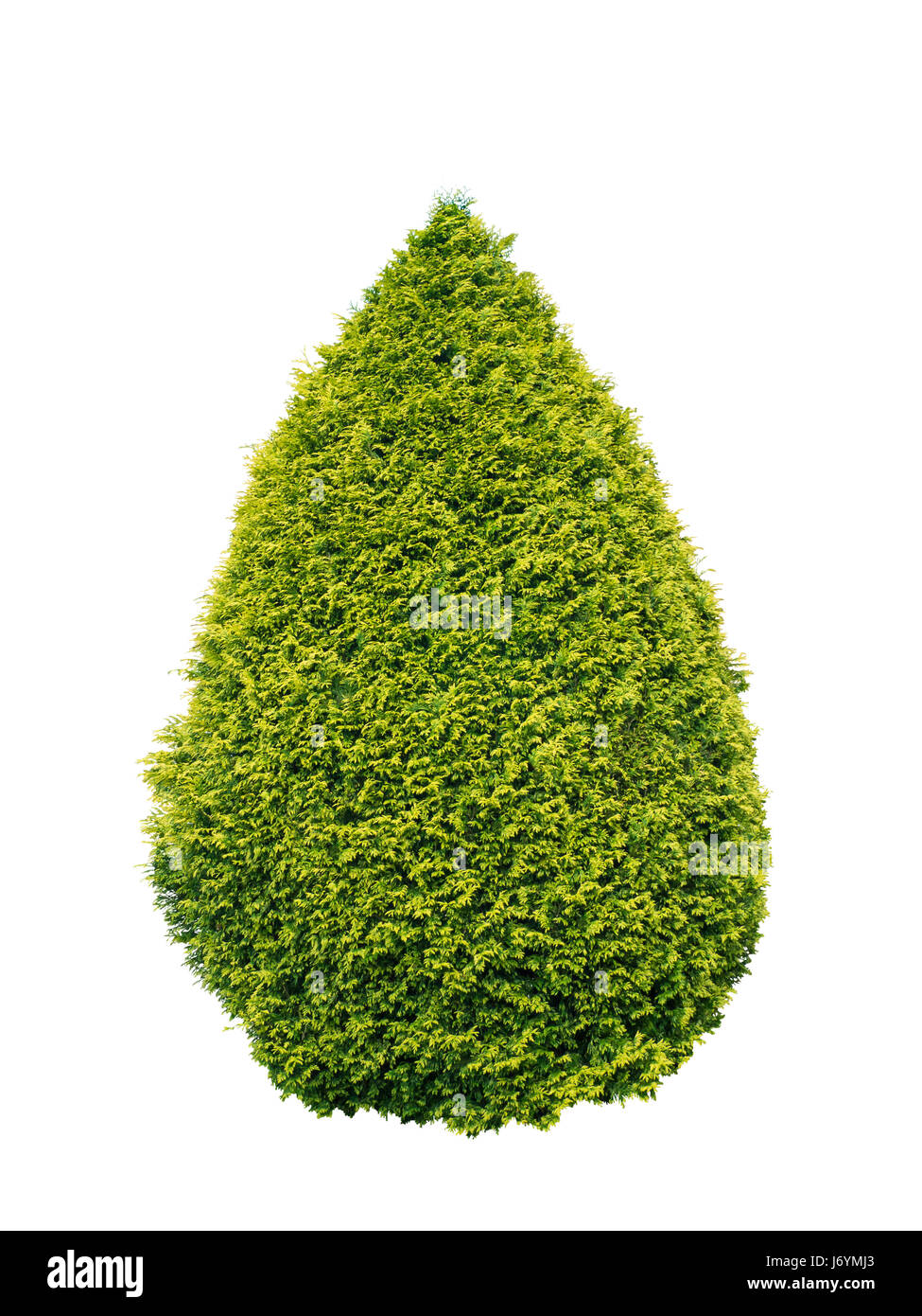 Lush green and yellow thuja conical shrub isolated on white Stock Photo ...