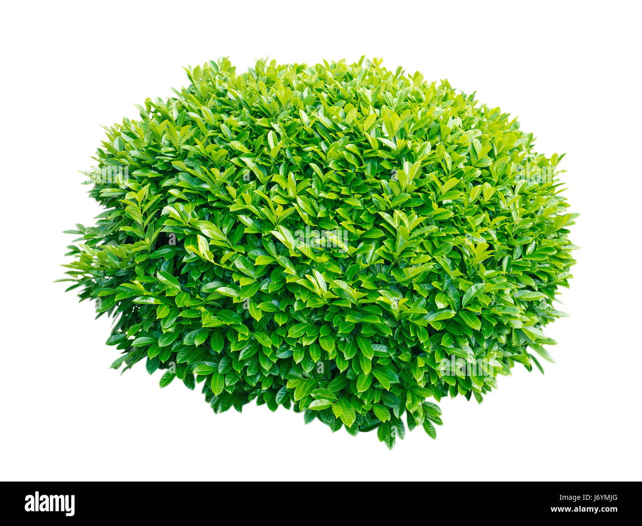 Shrub form Cut Out Stock Images & Pictures - Alamy