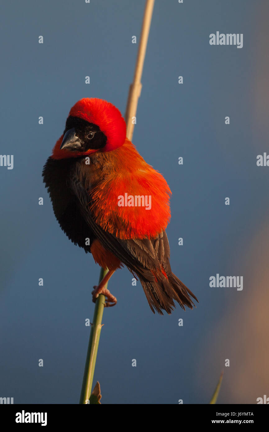 Red bishop bird hi-res stock photography and images - Alamy