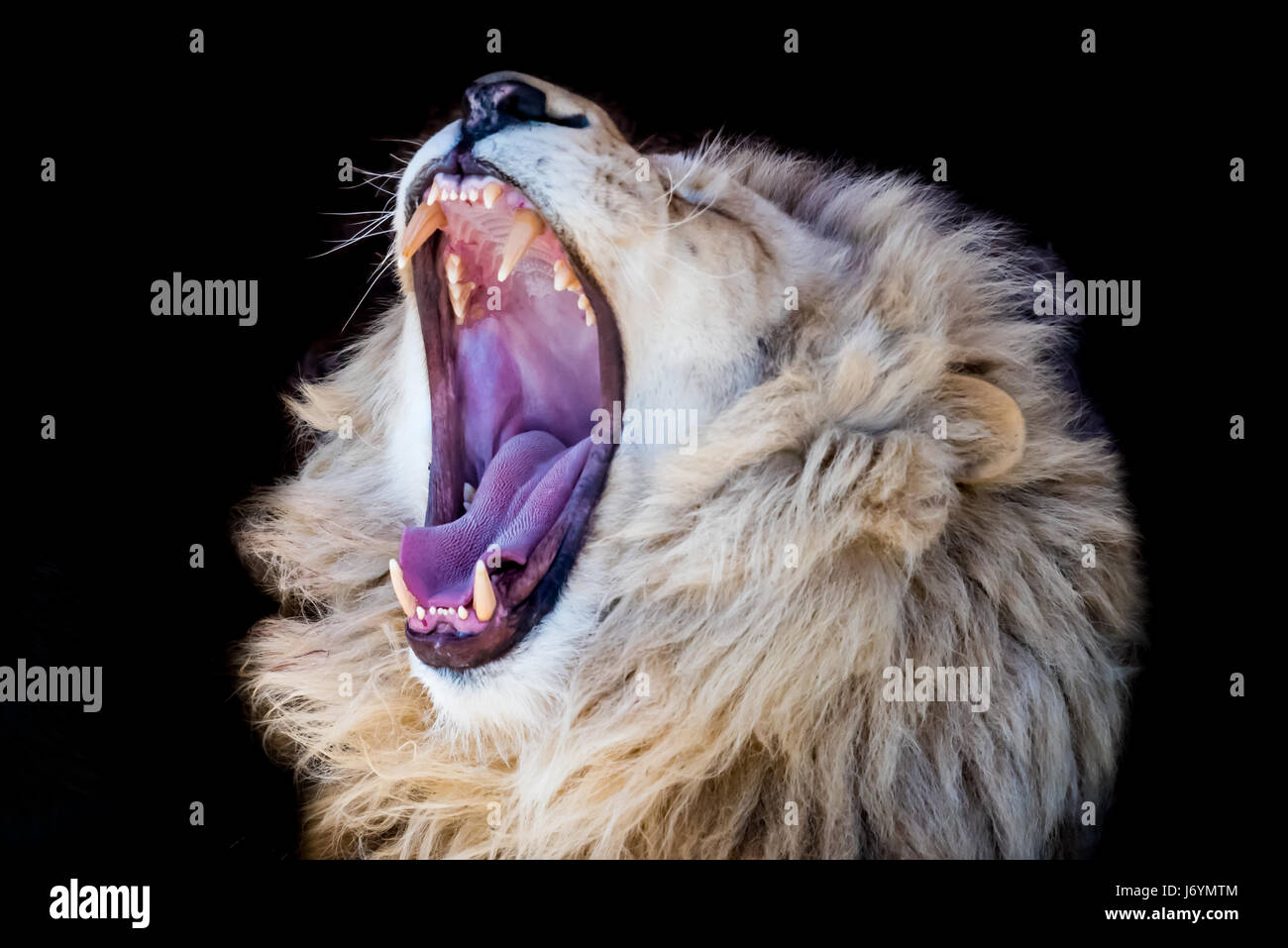 Close up roaring lion hi-res stock photography and images - Alamy