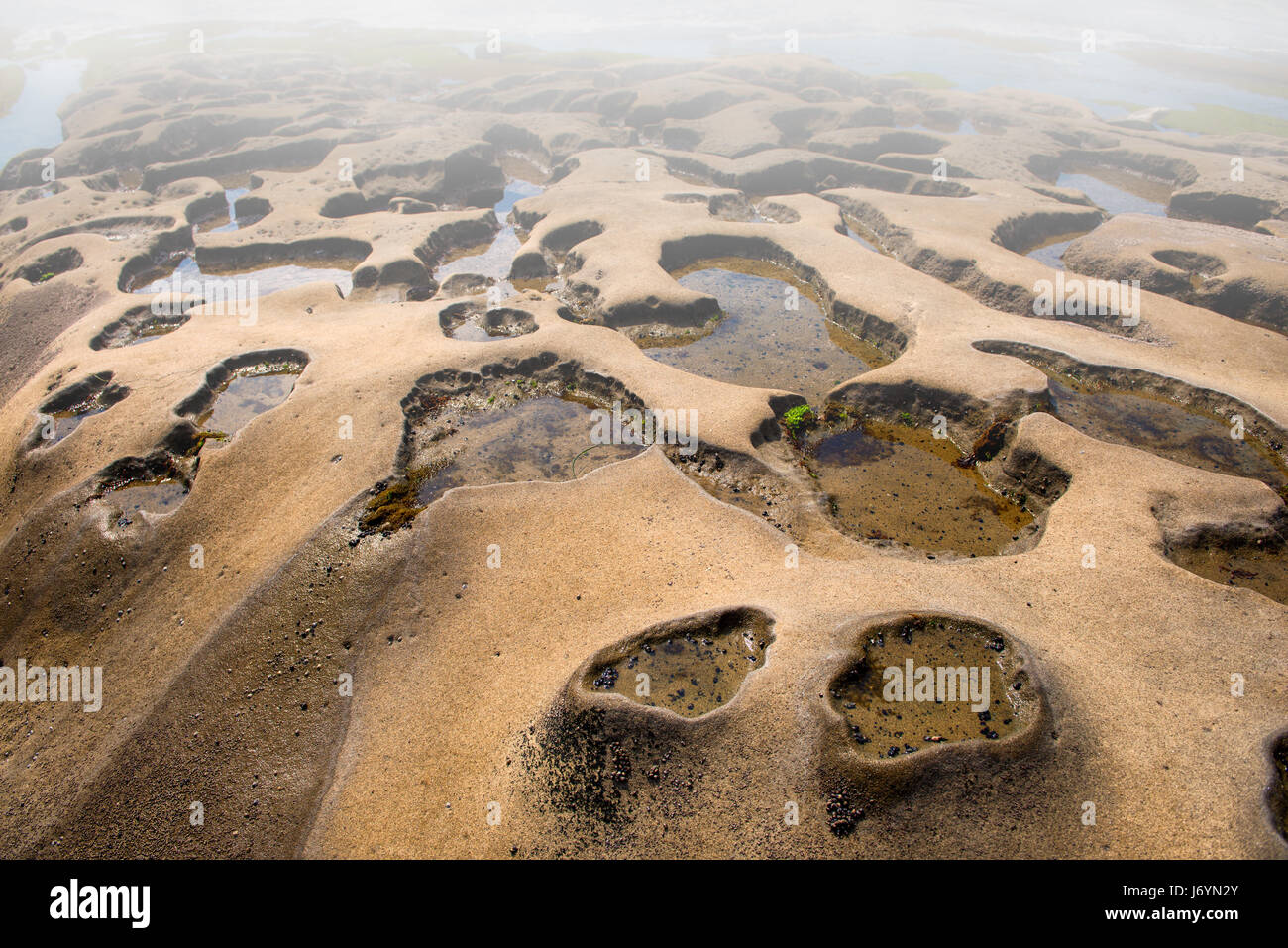 Close-up of tide pools on La Jolla Beach, California, United States ...