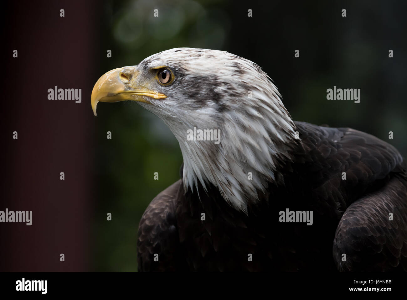 Profile of a bald eagle, British Columbia, Canada Stock Photo - Alamy