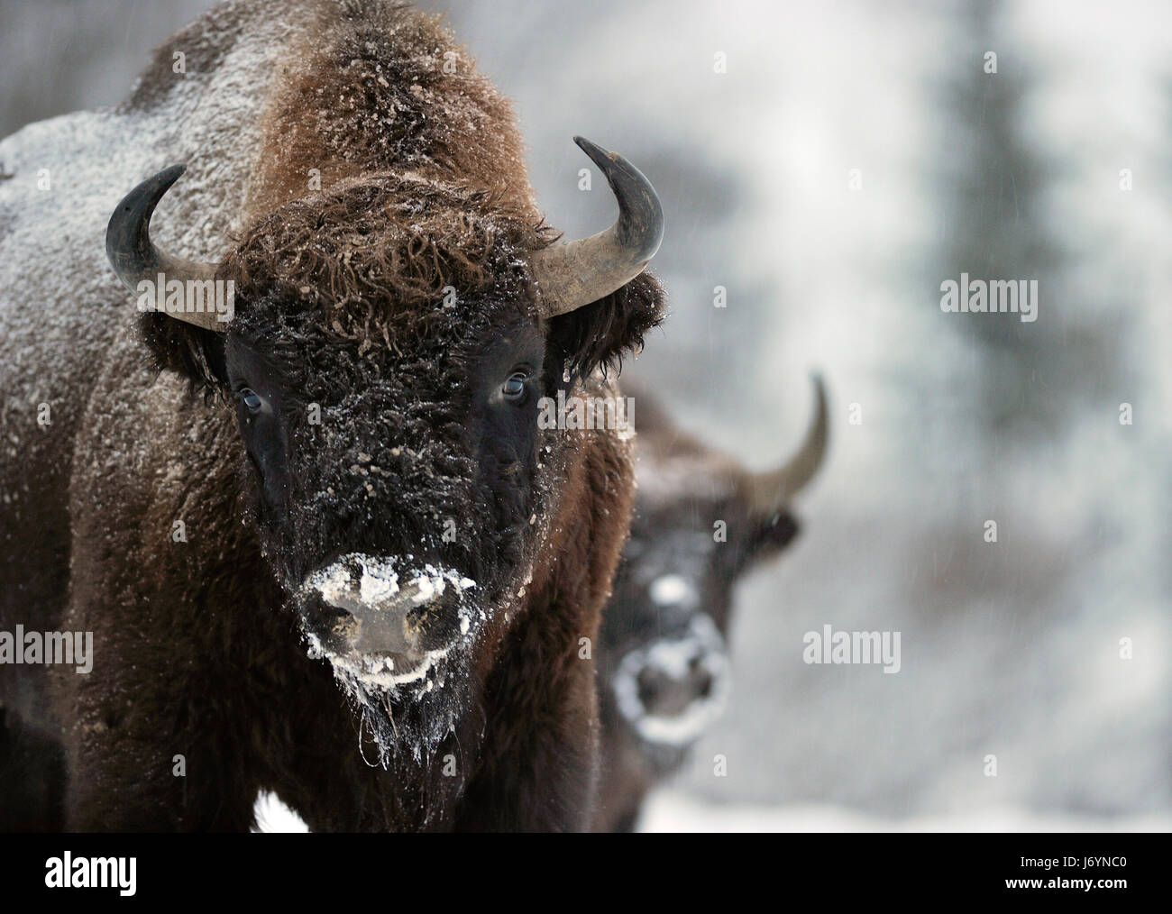 Strong bison hi-res stock photography and images - Alamy