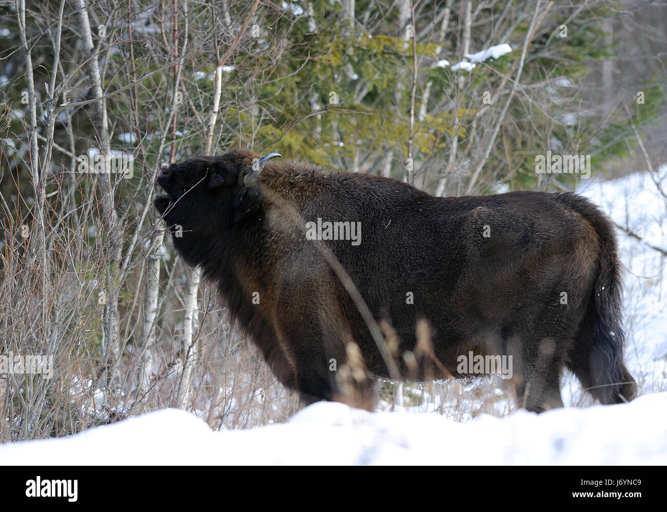 Strong bison hi-res stock photography and images - Alamy