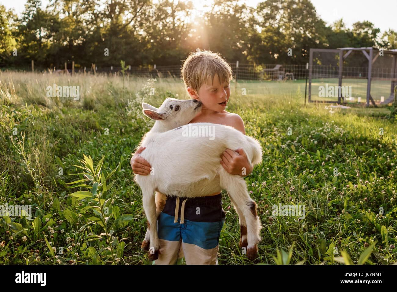 Boy standing in a field carrying a goat Stock Photo - Alamy