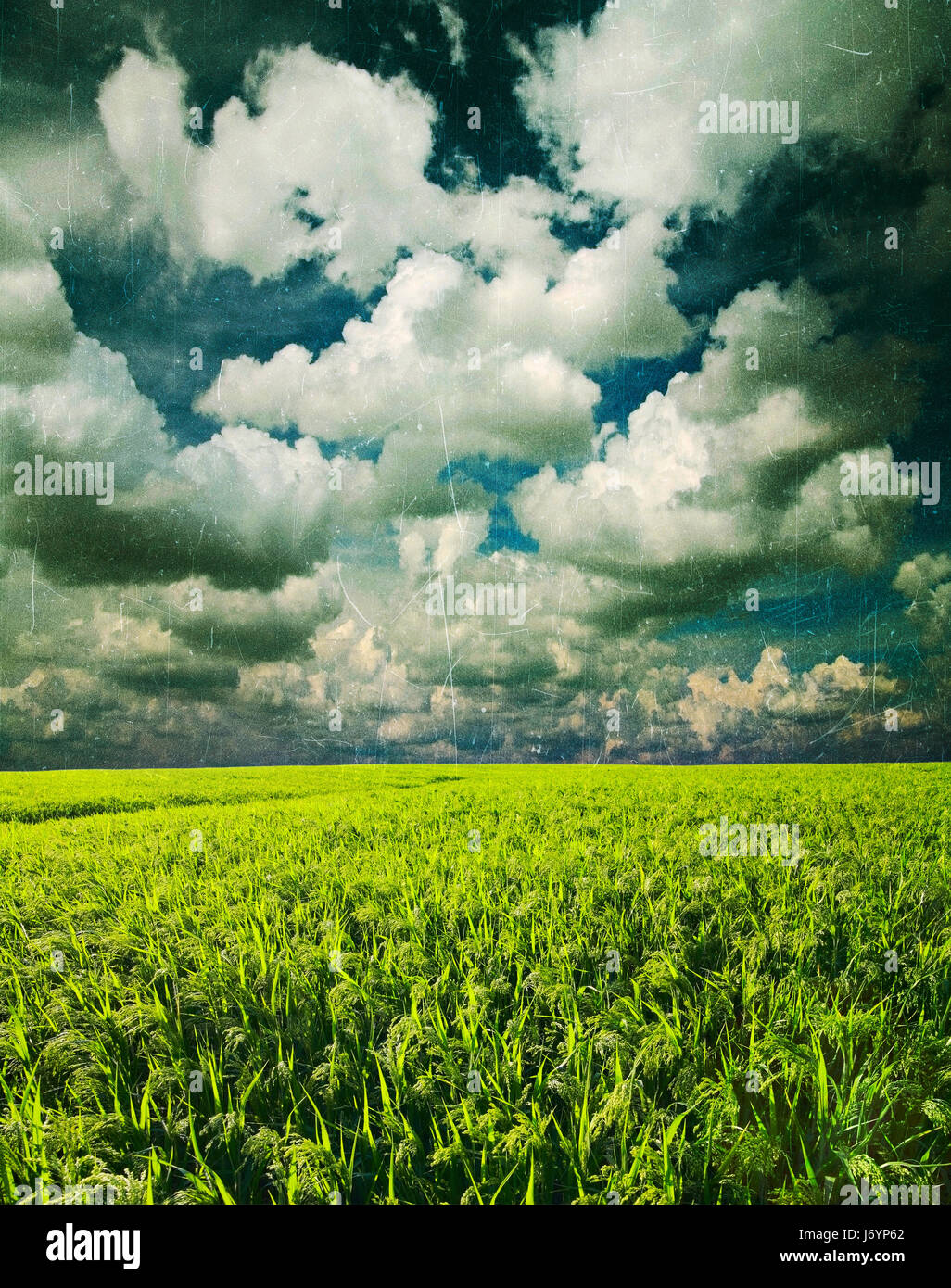 Millet field. Green field, retro film effect image, agriculture ...