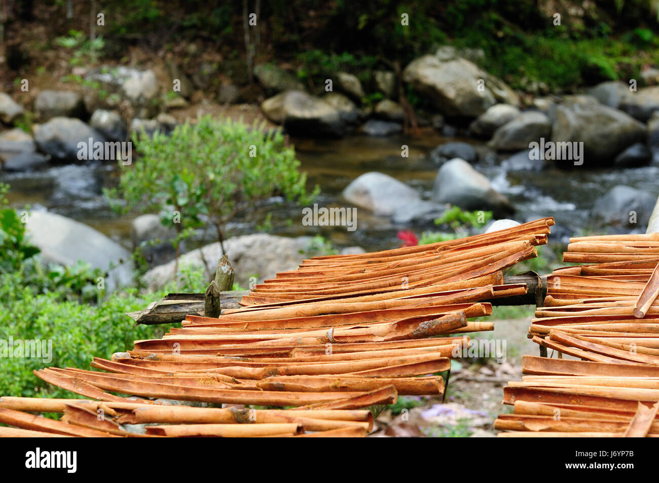 Dry cinnamon sticks on the plantation of the cinnamon in Asia Stock ...