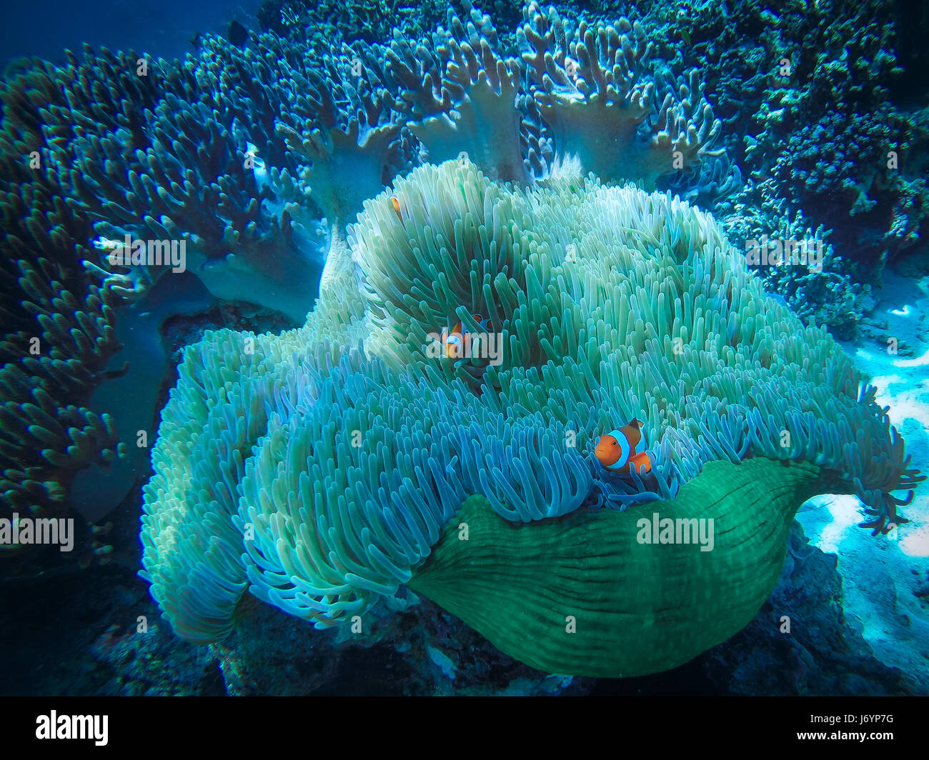Clownfish on coral reef, Bali, Indonesia Stock Photo - Alamy