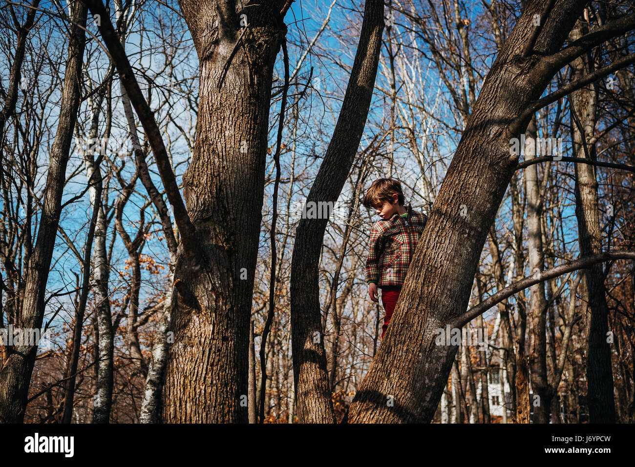 Boy climbing a tree Stock Photo - Alamy