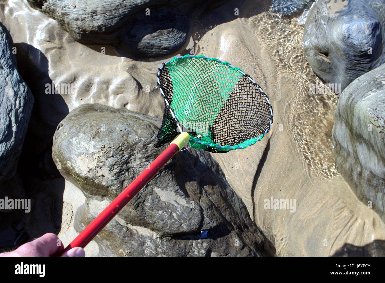 Red sea creatures hi-res stock photography and images - Alamy