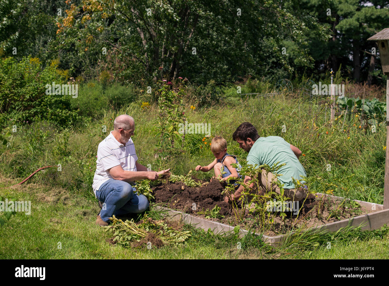 Three generations of men working in a garden Stock Photo - Alamy