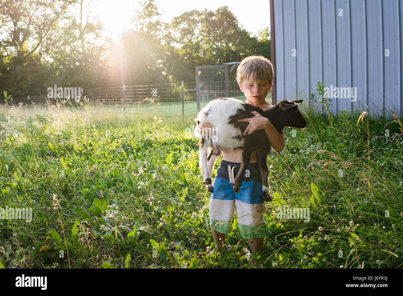 Boy carrying a goat Stock Photo - Alamy