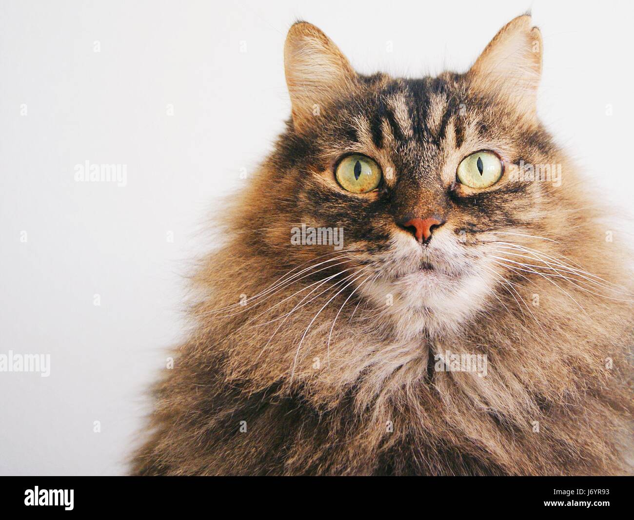 Angora cat hi-res stock photography and images - Alamy