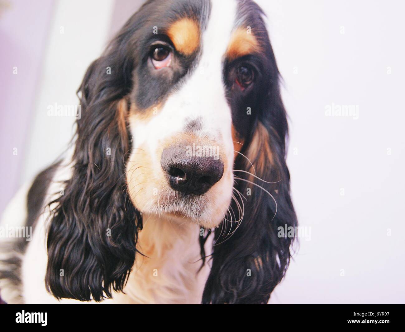 Portrait of a cocker spaniel dog Stock Photo - Alamy