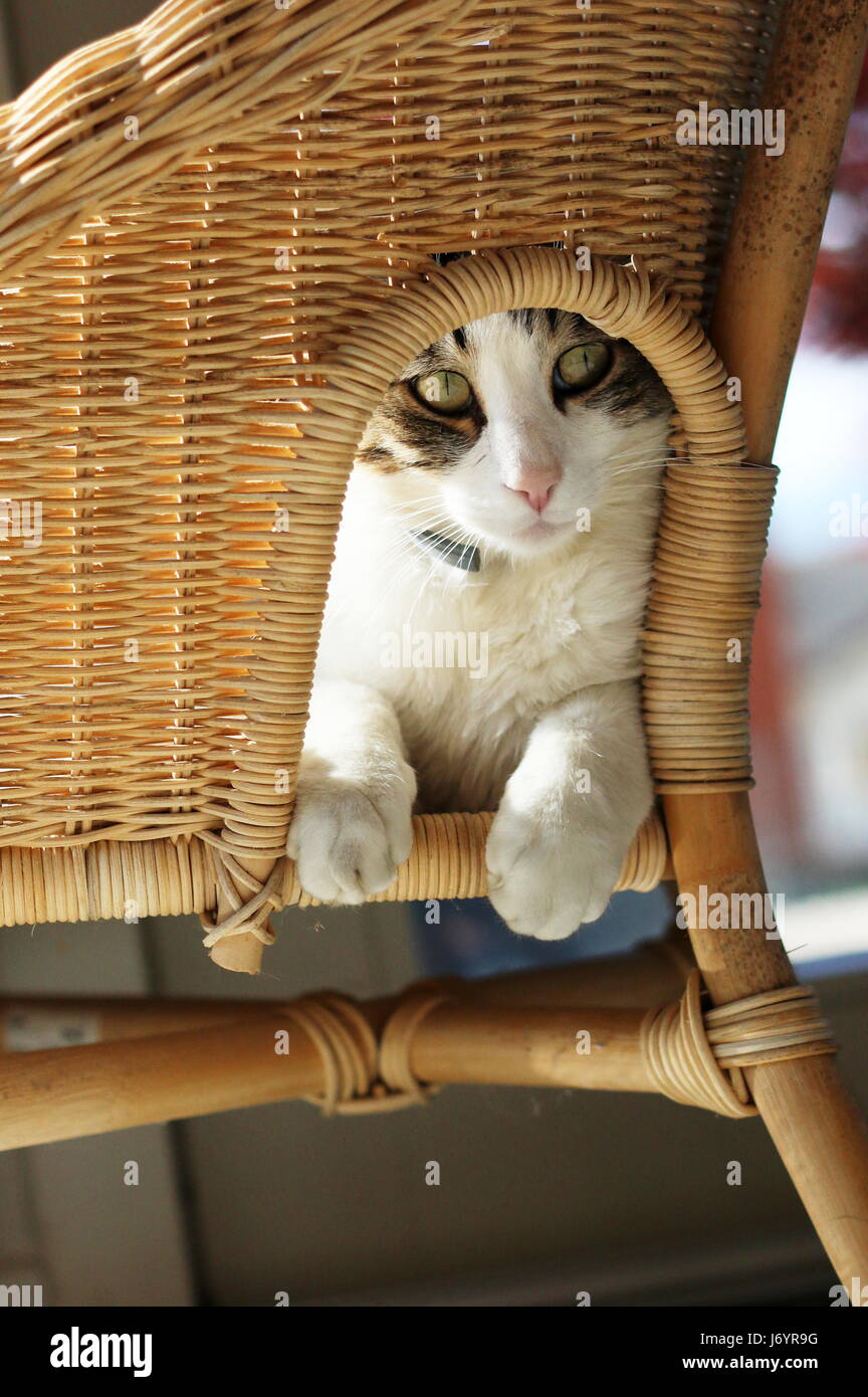 Cat sitting on furniture hi-res stock photography and images - Alamy