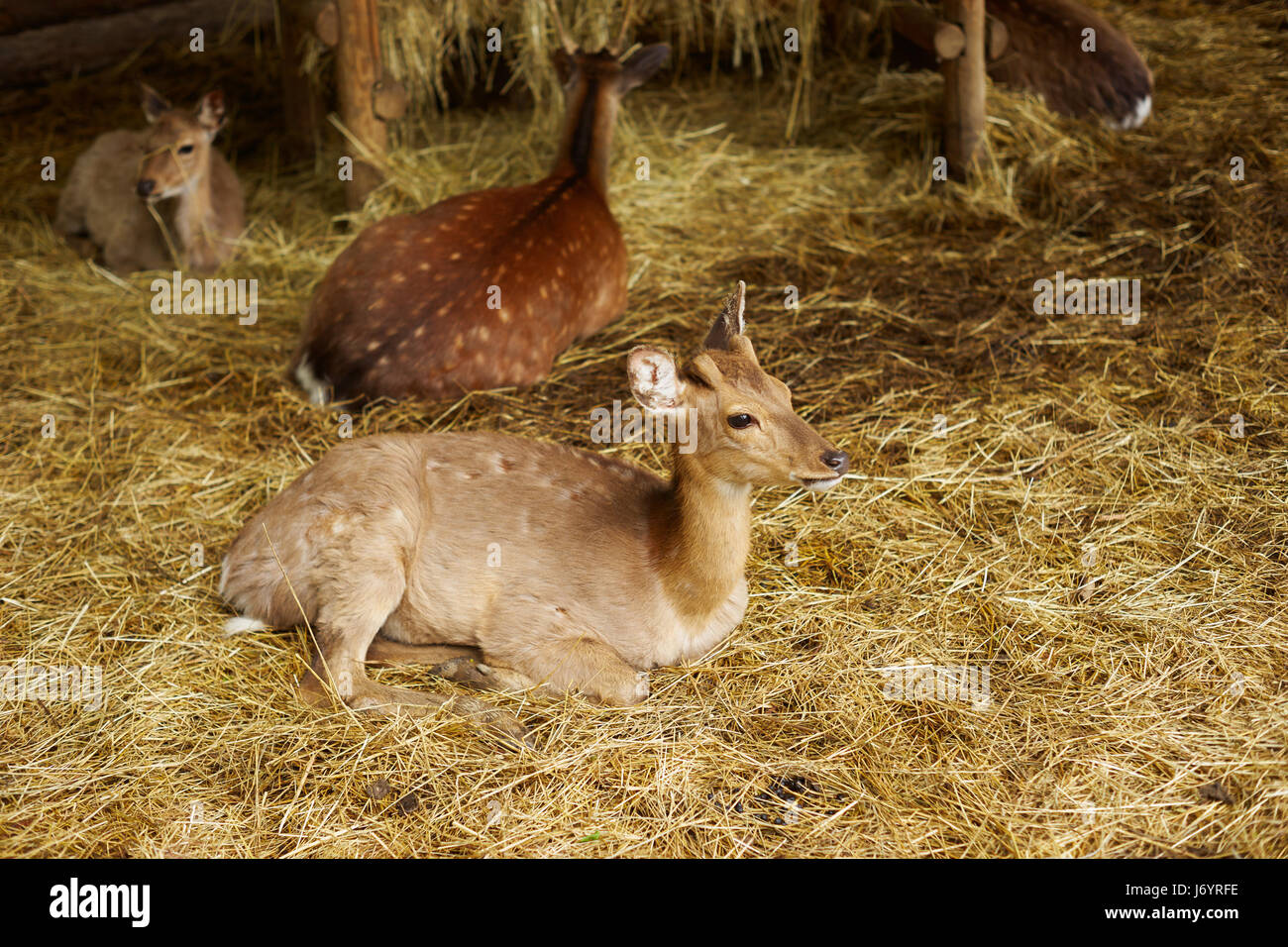 A flock of fawn in nature Stock Photo - Alamy
