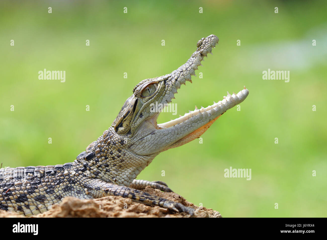 Crocodile side view hi-res stock photography and images - Alamy