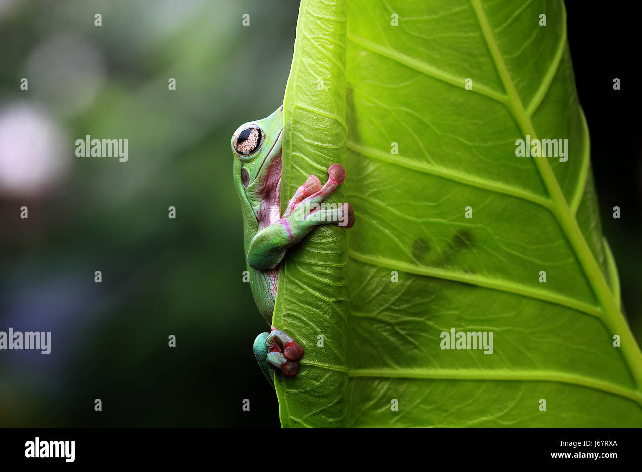 Dumpy frog hi-res stock photography and images - Alamy