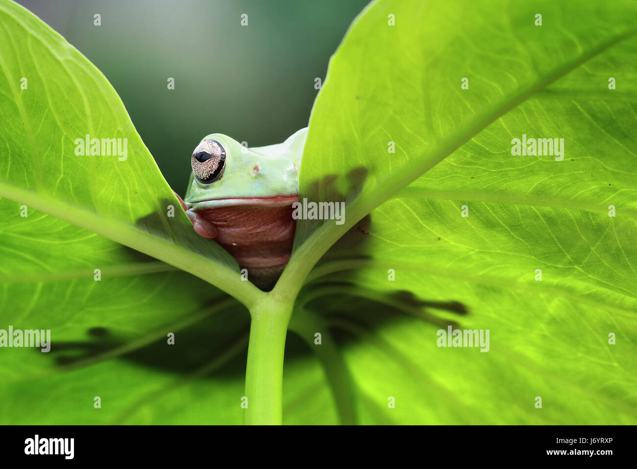 Dumpy frog looking over the edge of a leaf, Indonesia Stock Photo - Alamy