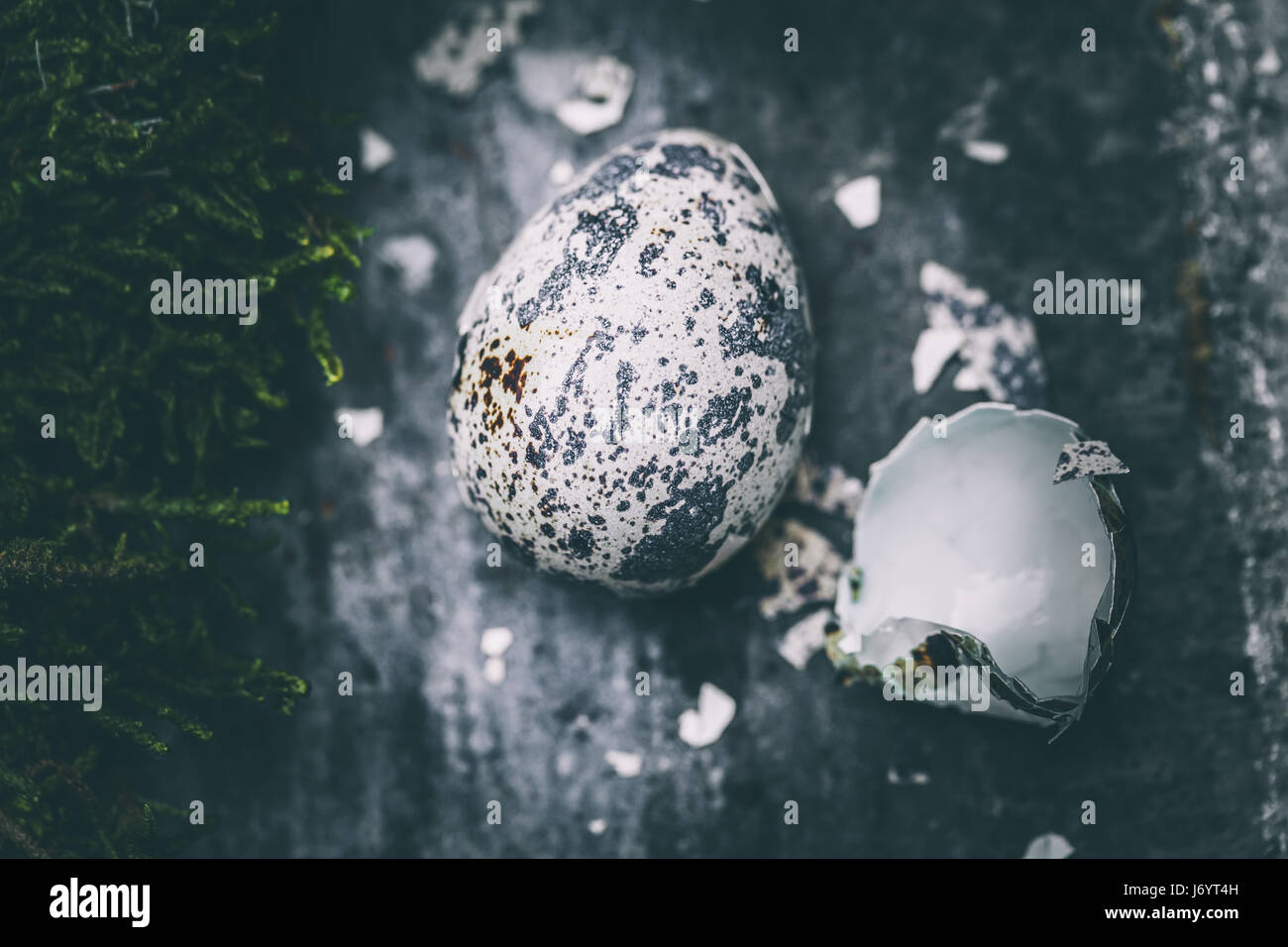 Quail egg and shell with moss Stock Photo - Alamy
